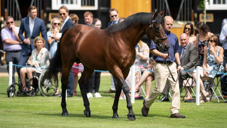 Bloodstock | Thoroughbred Horse Sales | Racing Post