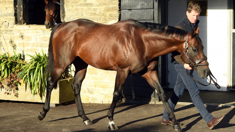 Bloodstock | Thoroughbred Horse Sales | Racing Post