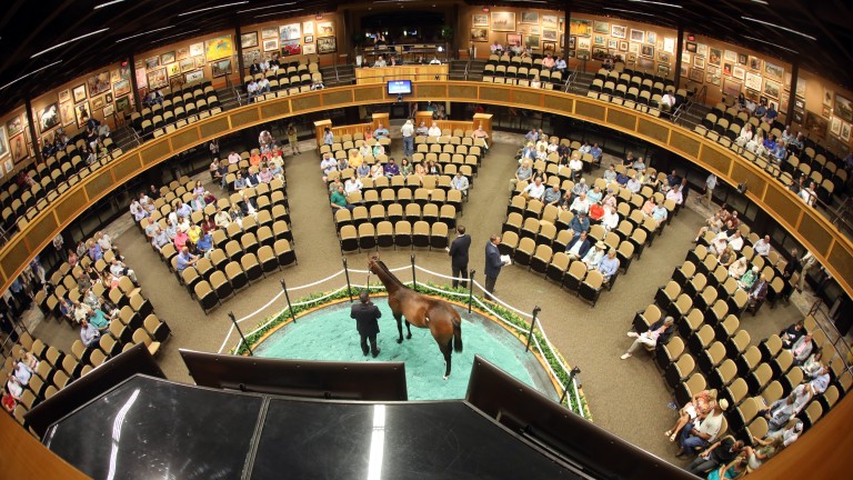 Bloodstock | Thoroughbred Horse Sales | Racing Post