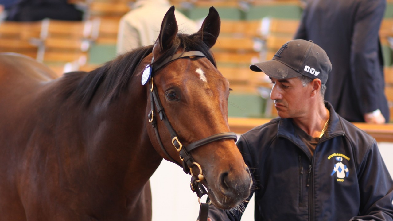 Roaring Lion Half brother To Eldar Eldarov To Debut At The Curragh On roaring-lion-half-brother-to-eldar-eldarov-to-debut-at-the-curragh-on