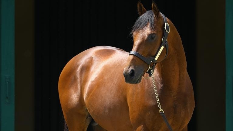 Bloodstock | Thoroughbred Horse Sales | Racing Post