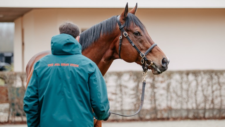 Bloodstock | Thoroughbred Horse Sales | Racing Post