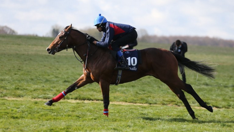 Bloodstock | Thoroughbred Horse Sales | Racing Post