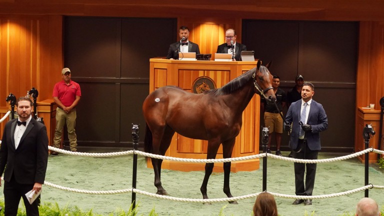 Bloodstock | Thoroughbred Horse Sales | Racing Post