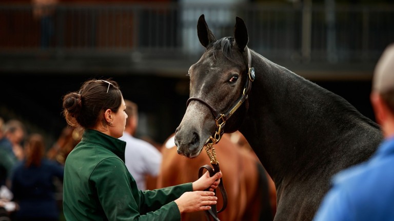 Lope De Vega colt stands out from the crowd for Anthony Stroud ... Lope De Vega colt stands out from the crowd for Anthony Stroud ...