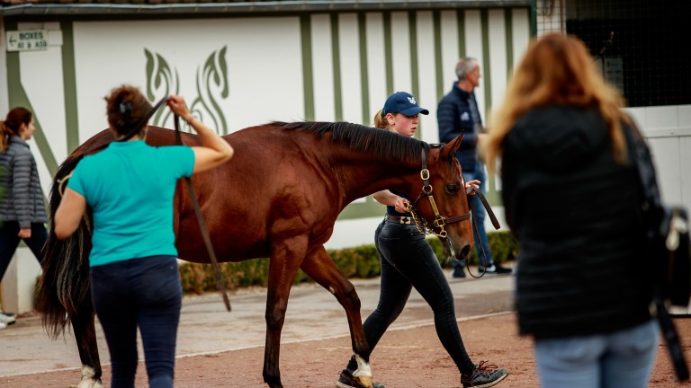Lope De Vega colt stands out from the crowd for Anthony Stroud ... Lope De Vega colt stands out from the crowd for Anthony Stroud ...