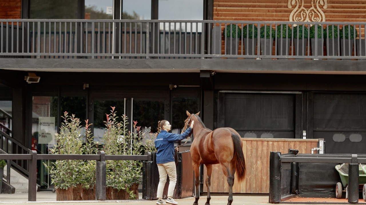 Lope De Vega colt stands out from the crowd for Anthony Stroud ... Lope De Vega colt stands out from the crowd for Anthony Stroud ...