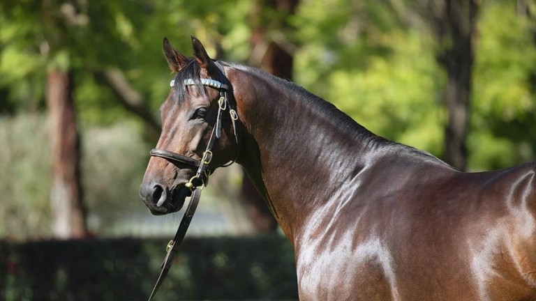 Bloodstock | Thoroughbred Horse Sales | Racing Post